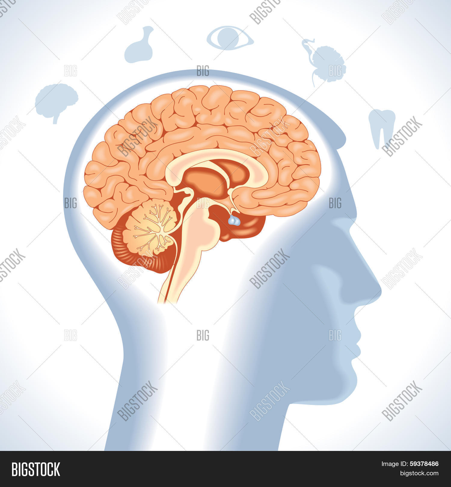 Pituitary. Modern Vector & Photo (Free Trial) | Bigstock