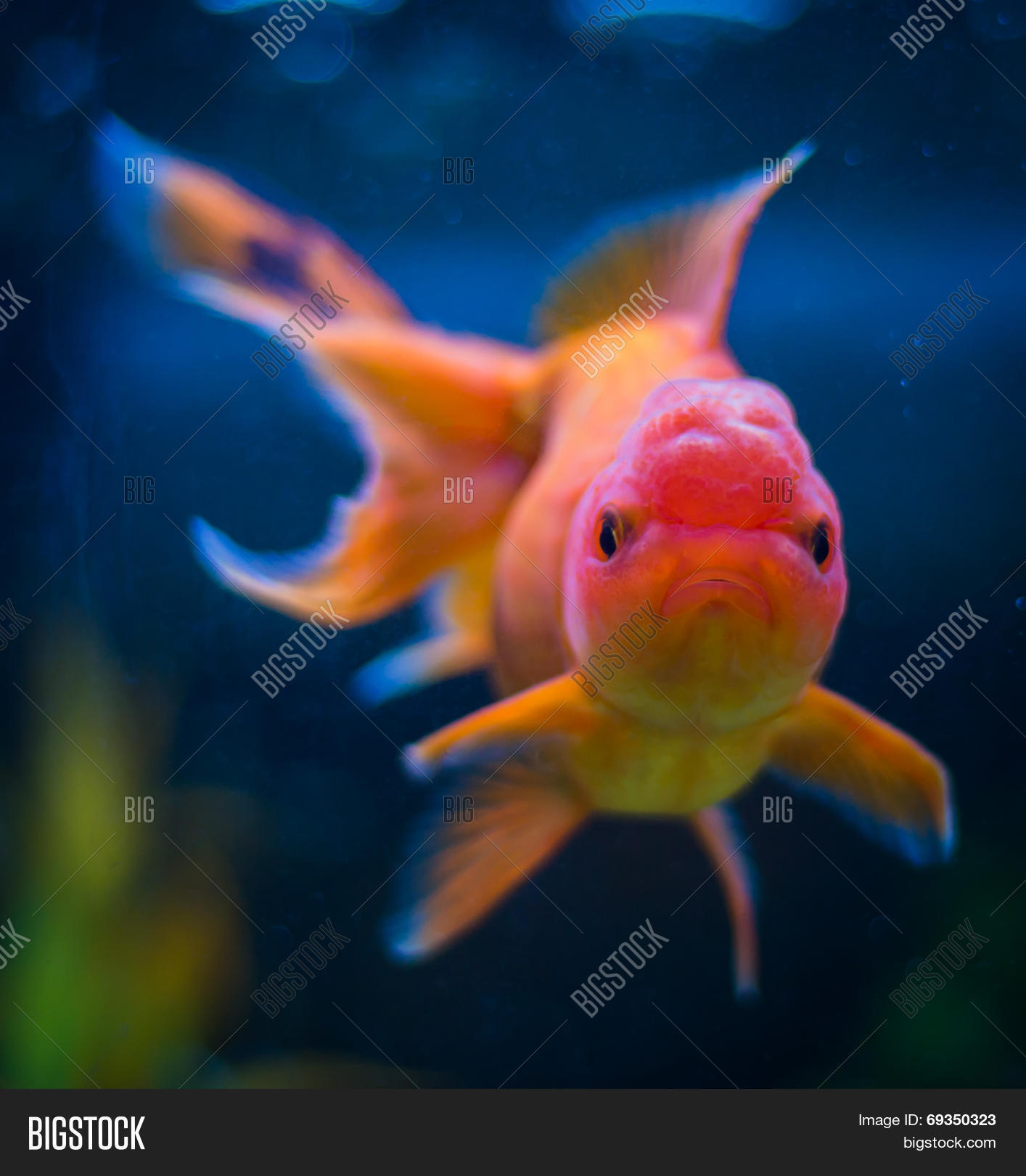 Oranda Goldfish Image & Photo (Free Trial) | Bigstock