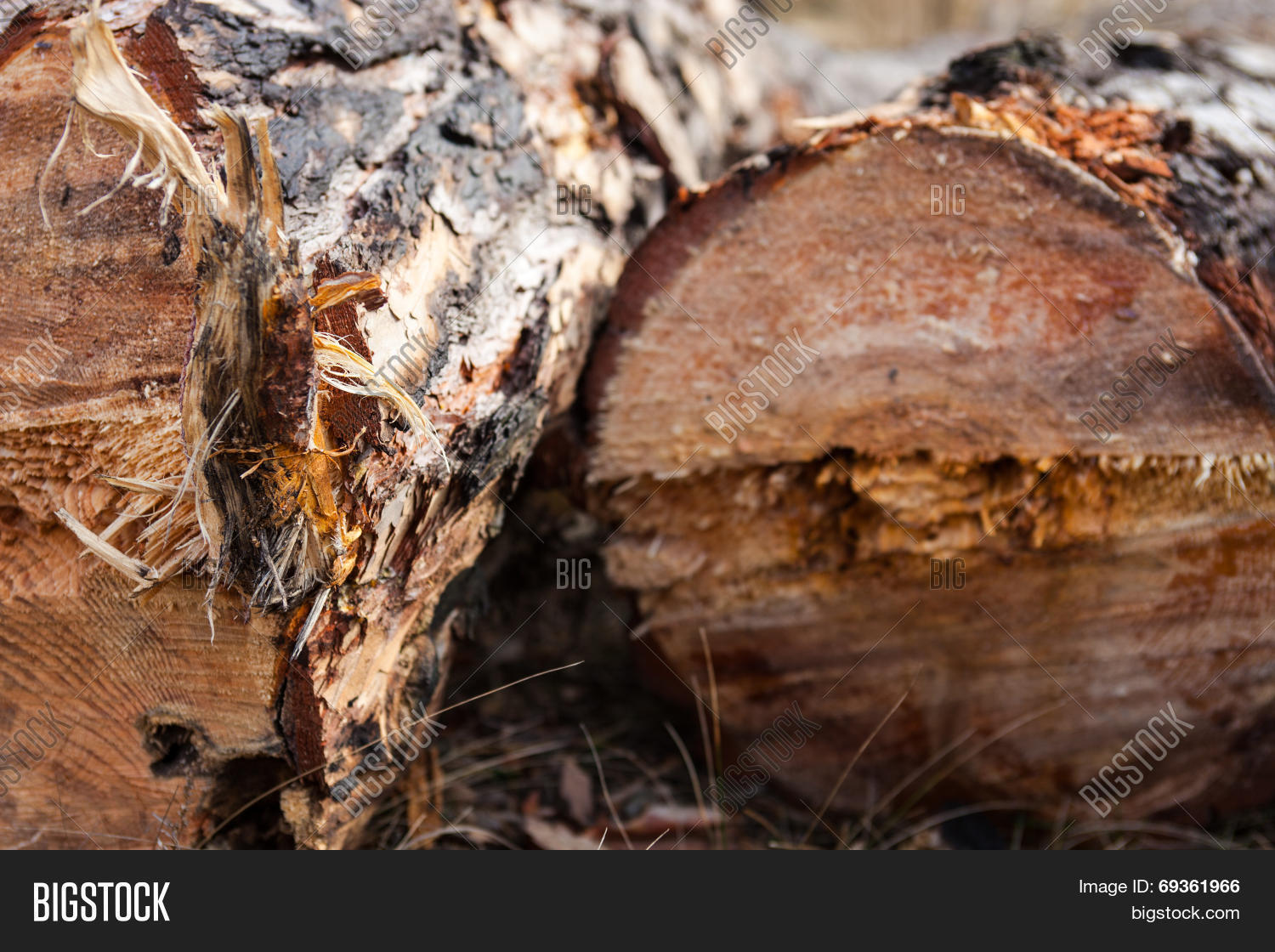 Close Cut Pine Logs Image & Photo (Free Trial) | Bigstock