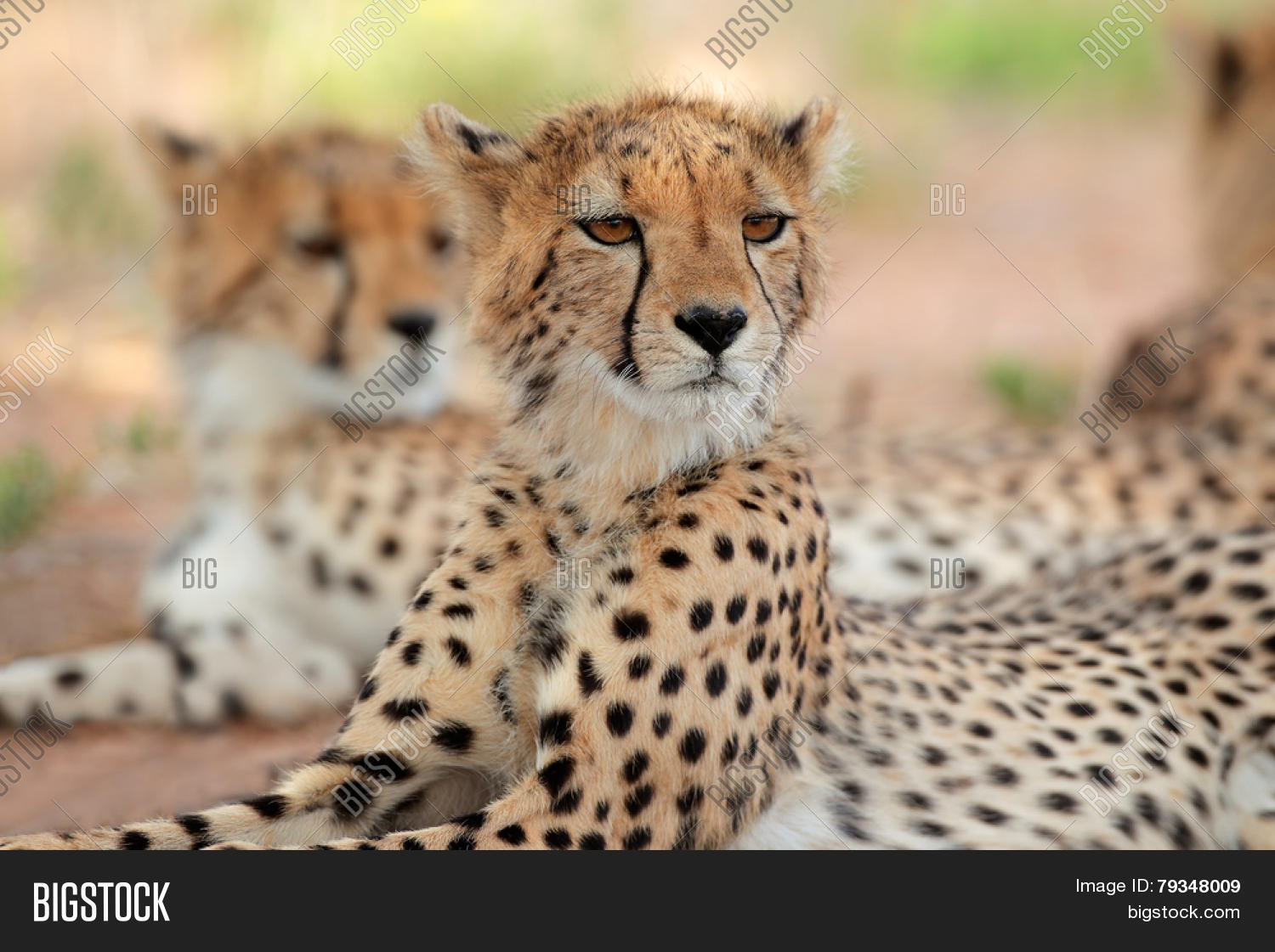 Alert Cheetah ( Image & Photo (Free Trial) | Bigstock