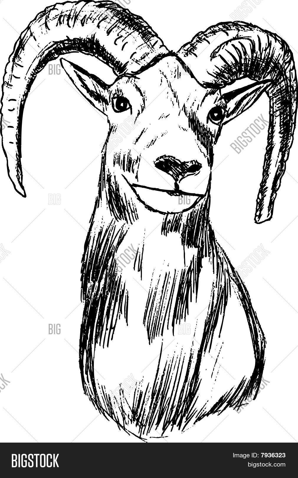 Muflon Vector & Photo (Free Trial) | Bigstock