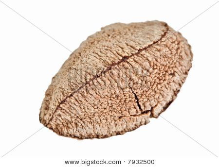 One Whole Single Pecan Image & Photo (Free Trial) | Bigstock