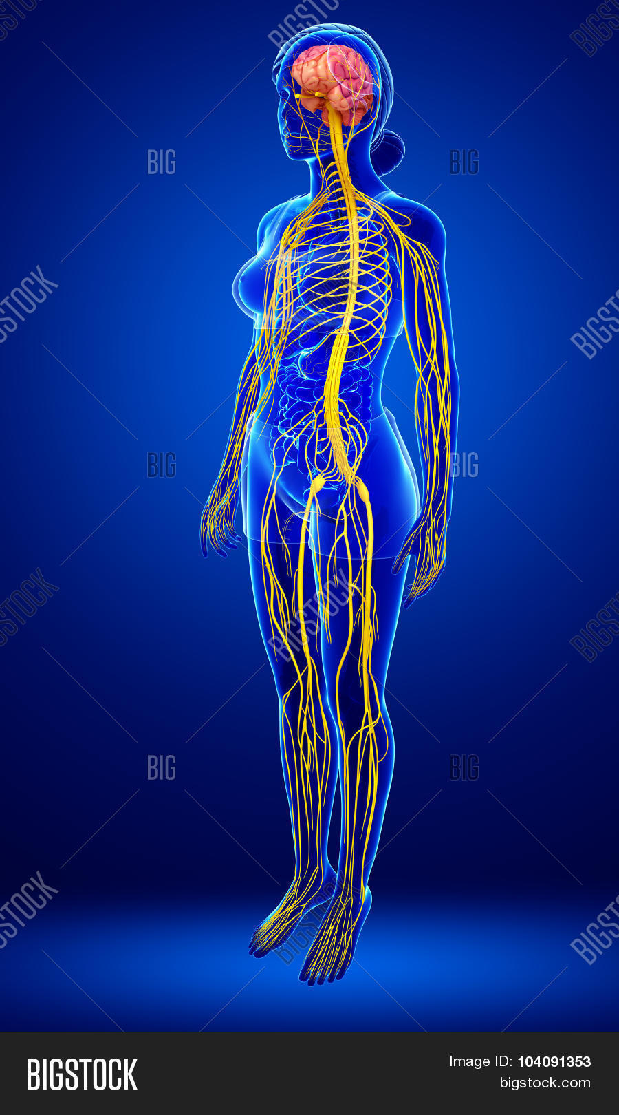 Female Nervous System Image & Photo (Free Trial) | Bigstock