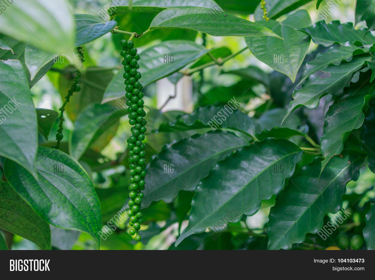 Green Peper On Peper Image & Photo (Free Trial) | Bigstock