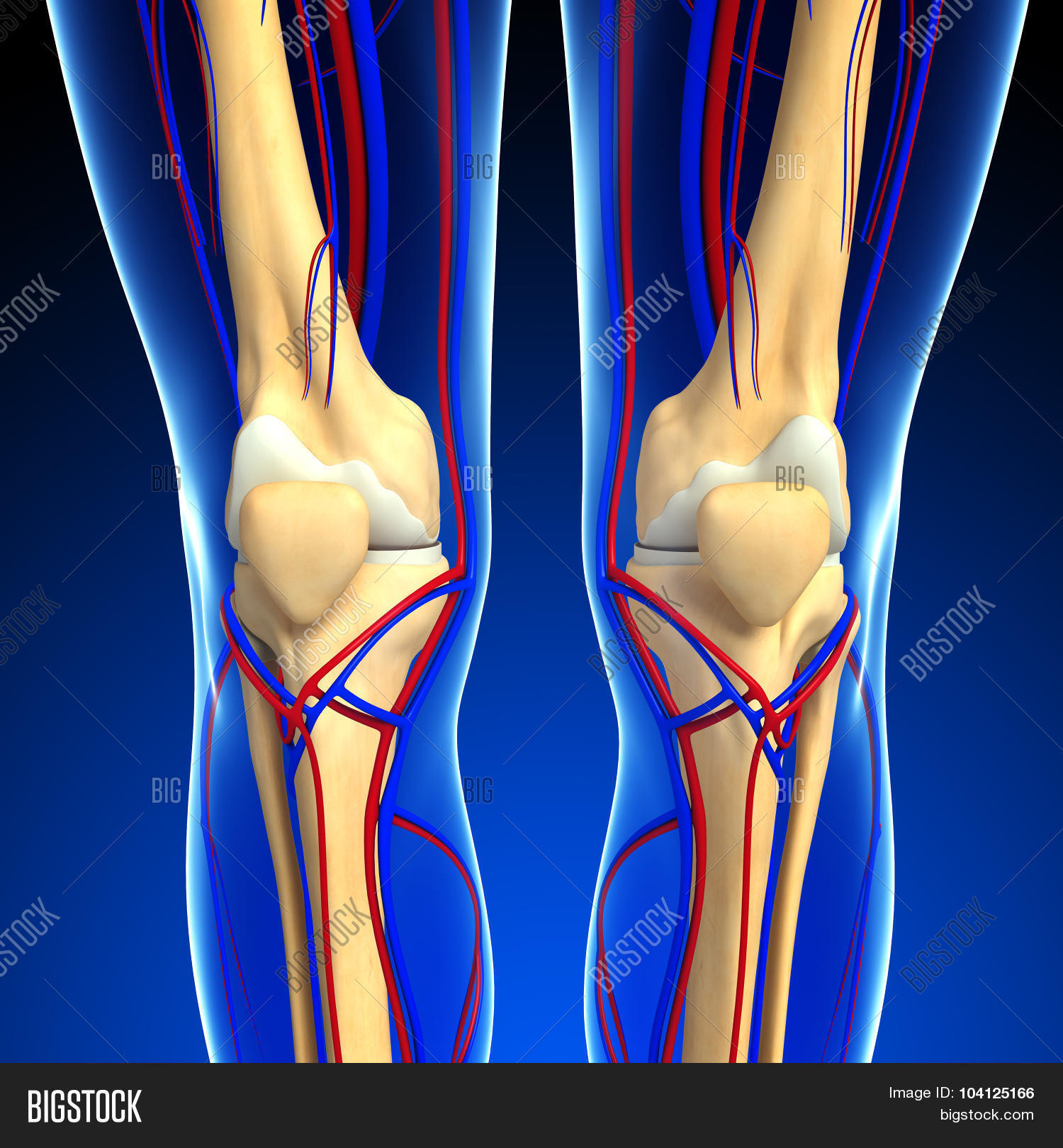 Human Knee Circulatory Image & Photo (Free Trial) | Bigstock