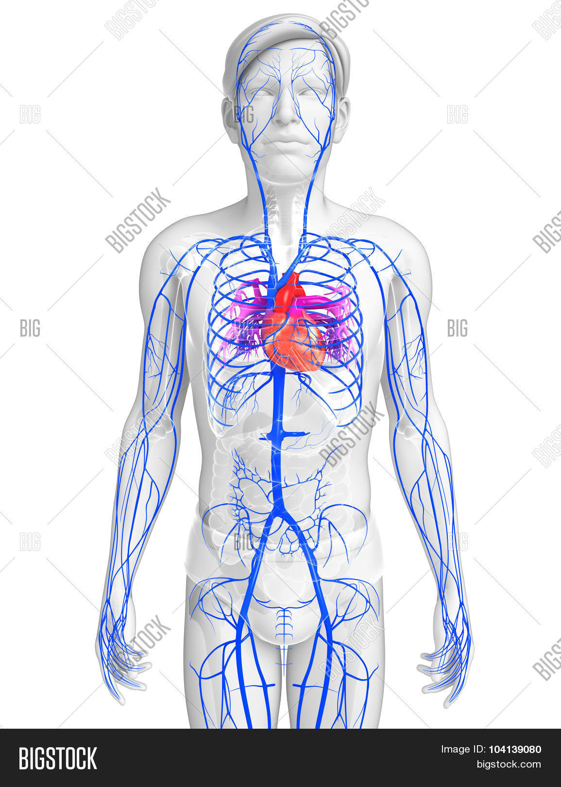 Male Heart Anatomy Image & Photo (Free Trial) | Bigstock