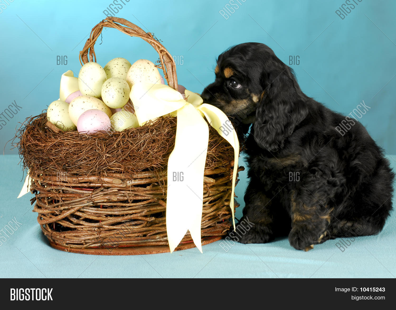 Easter Puppy Image & Photo (Free Trial) | Bigstock
