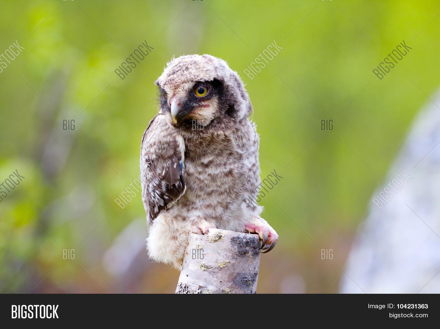 Hawk Owl Scandinavian Image & Photo (Free Trial) | Bigstock
