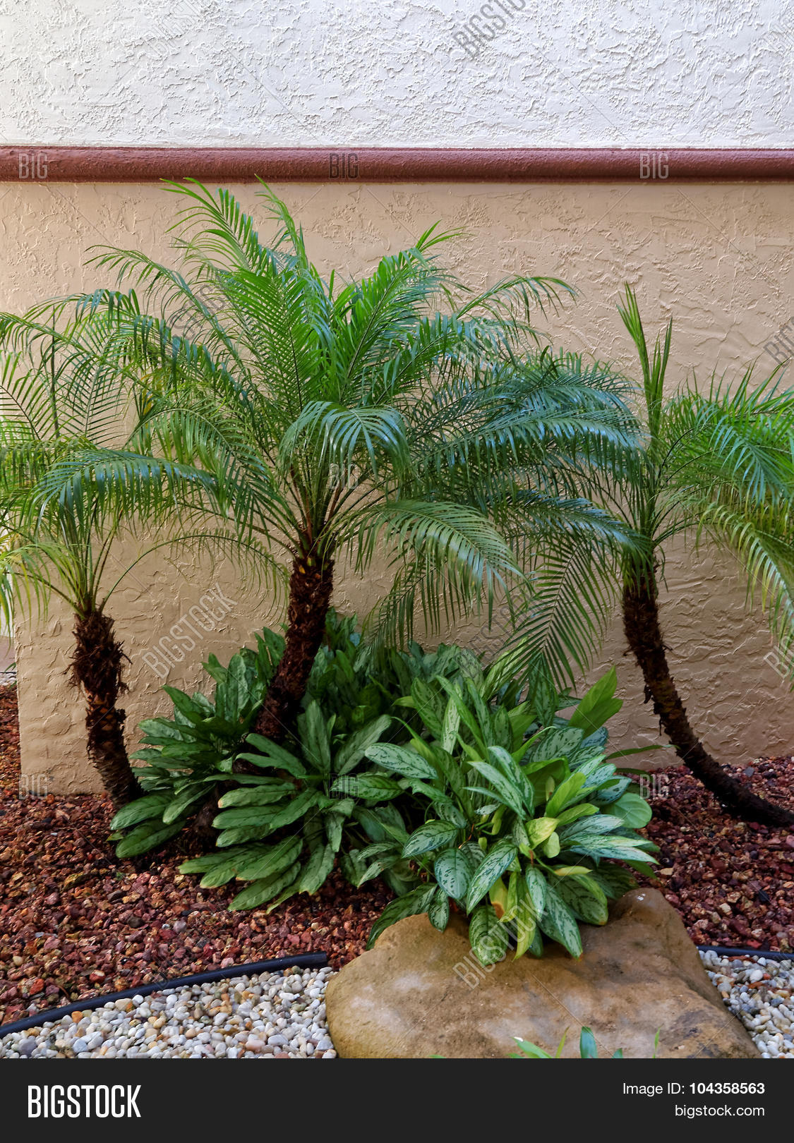 Small Palm Trees Rock Image & Photo (Free Trial) | Bigstock