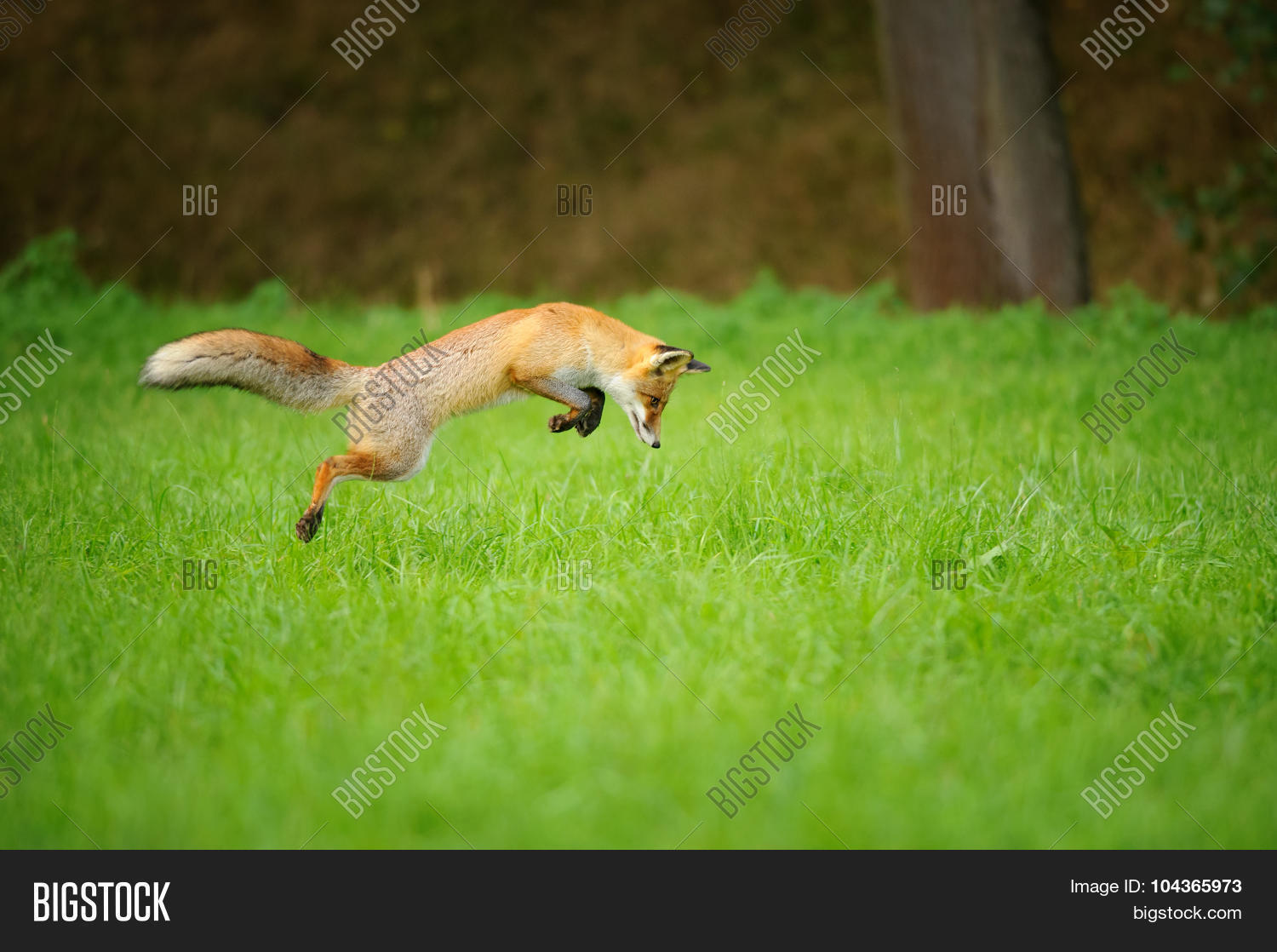Red Fox On Hunt, Image & Photo (Free Trial) | Bigstock