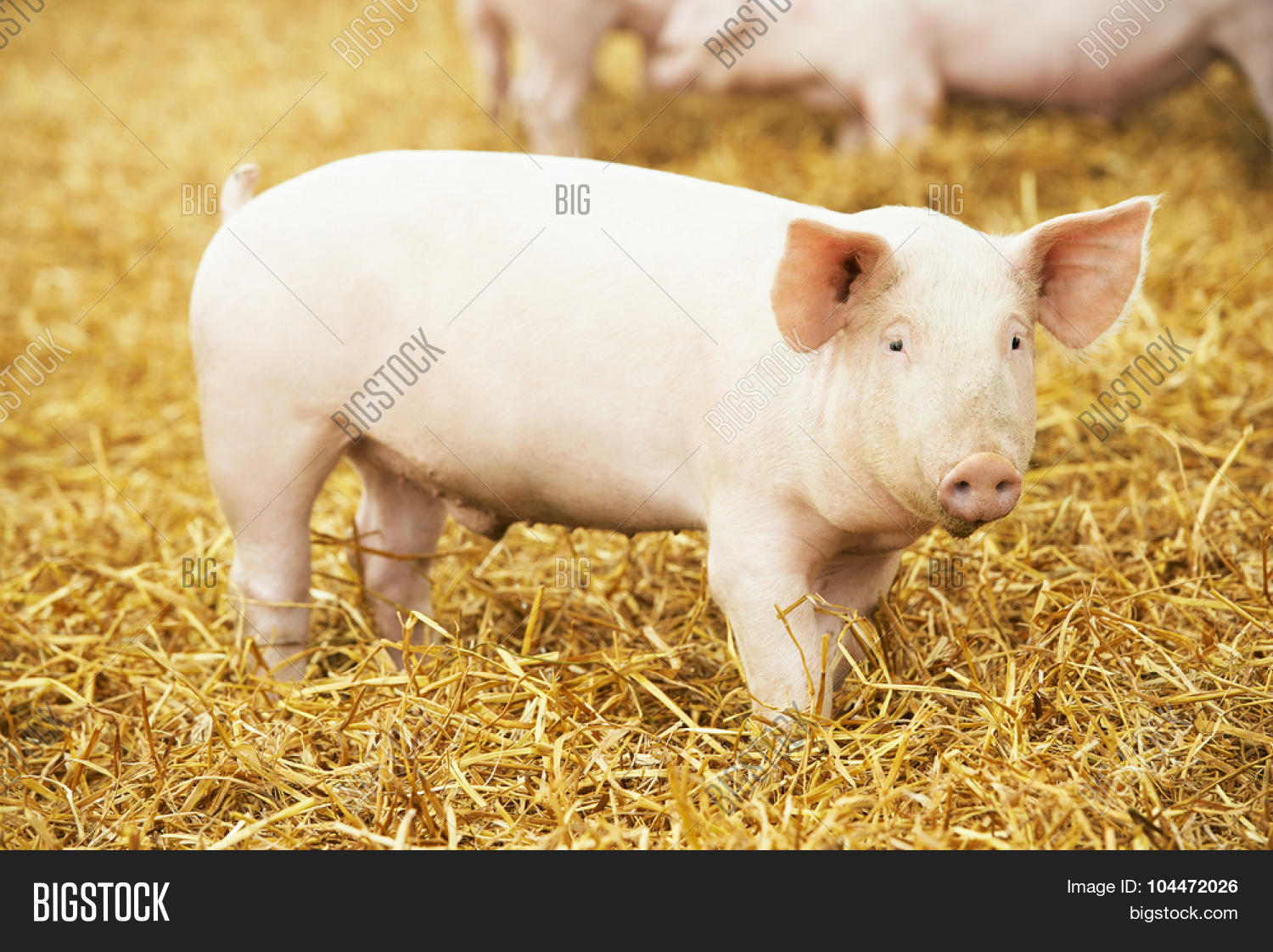 One Young Piglet On Image & Photo (Free Trial) | Bigstock