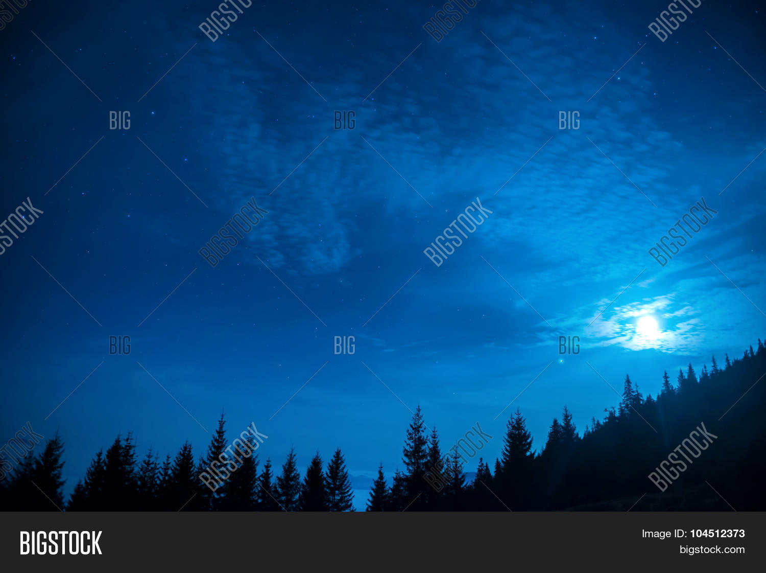 Forest Pine Trees Image & Photo (Free Trial) | Bigstock