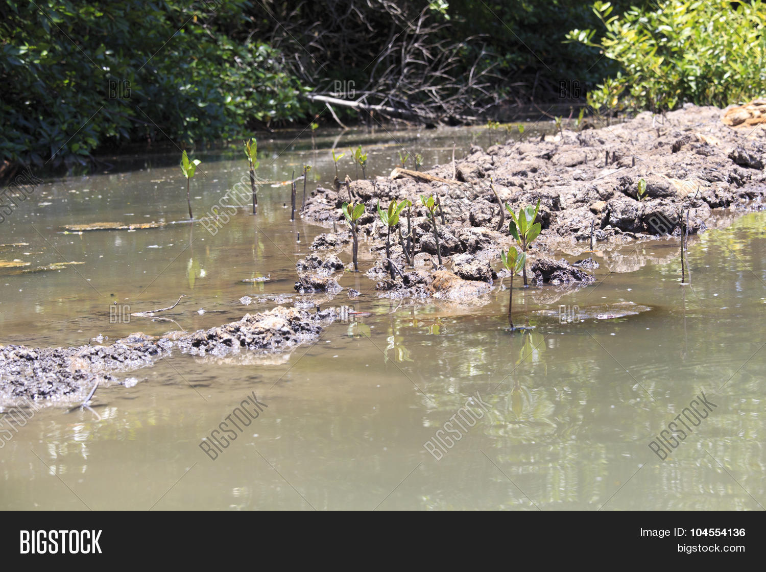 Small Mangrove Tree Image & Photo (Free Trial) | Bigstock