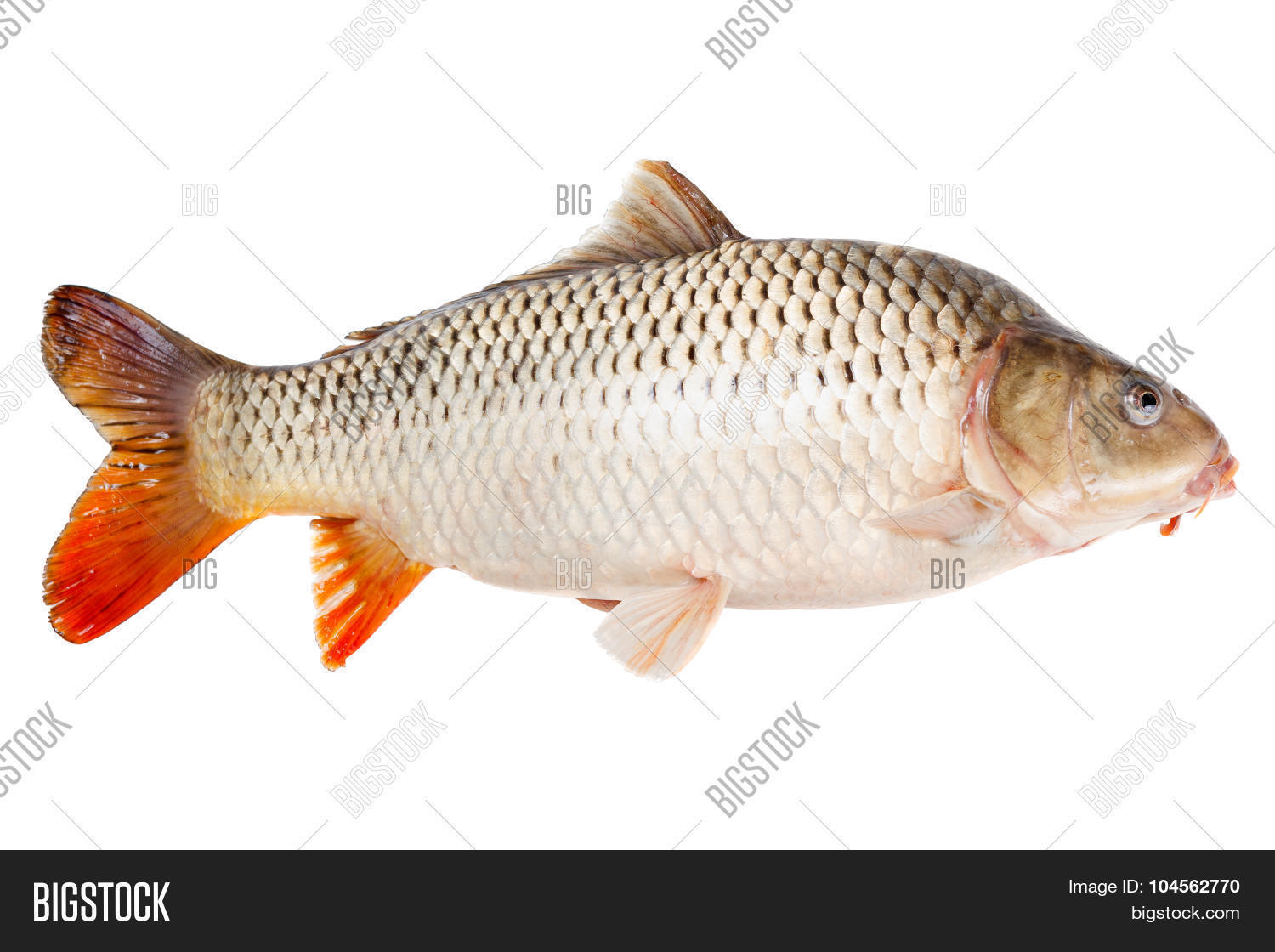 Carp Fish Half-face Image & Photo (Free Trial) | Bigstock