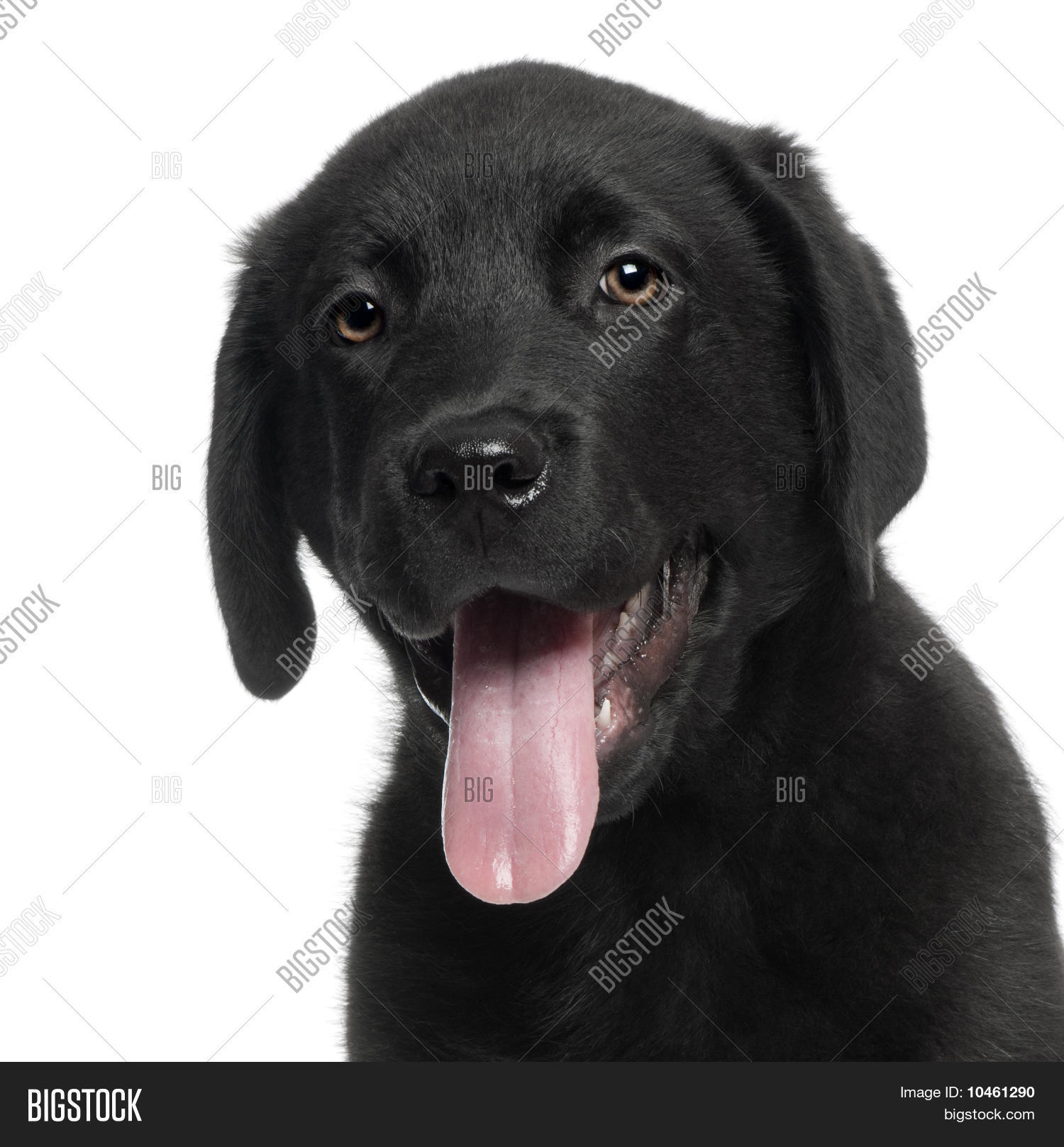 Labrador, 12 Weeks Old Image & Photo (Free Trial) | Bigstock