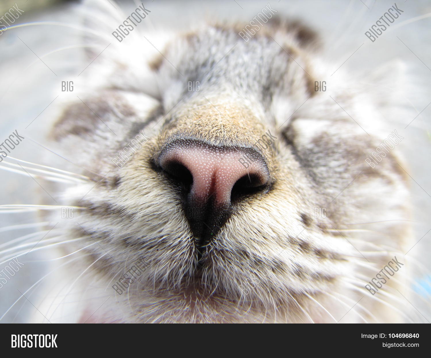 Beautiful Macro Cat's Image & Photo (Free Trial) | Bigstock