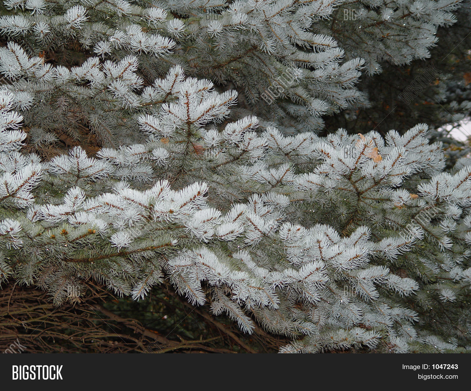 Fir-Tree Branch Image & Photo (Free Trial) | Bigstock