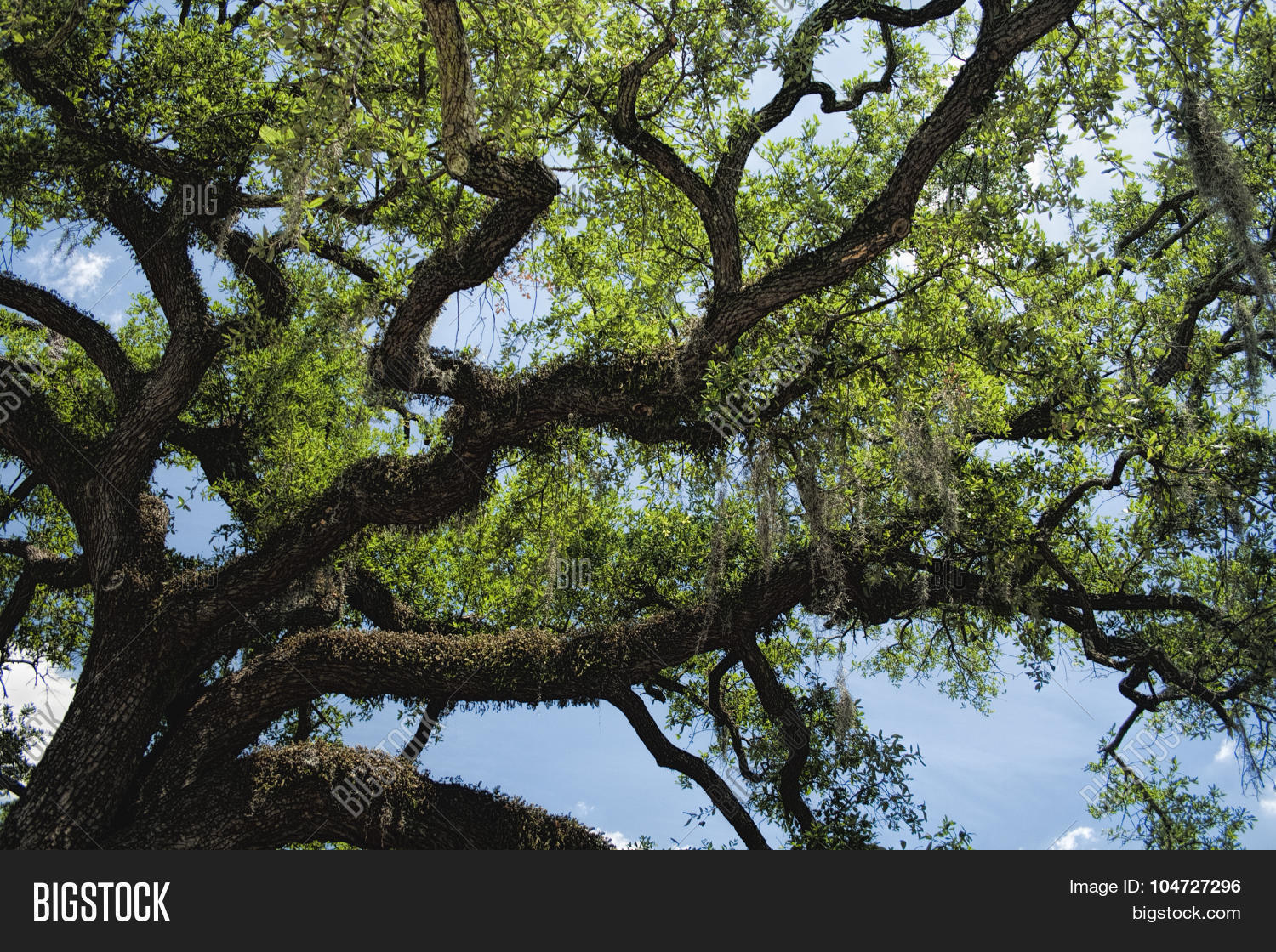 Southern Live Oak Tree Image & Photo (Free Trial) | Bigstock
