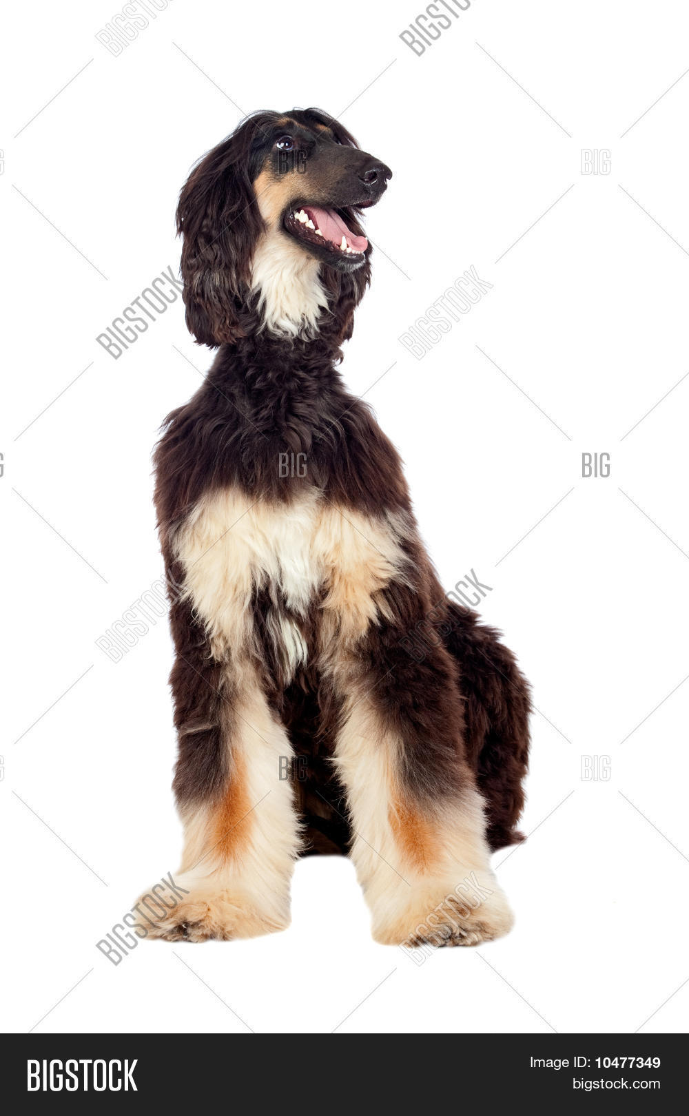 Arabian Hound Dog Image & Photo (Free Trial) | Bigstock