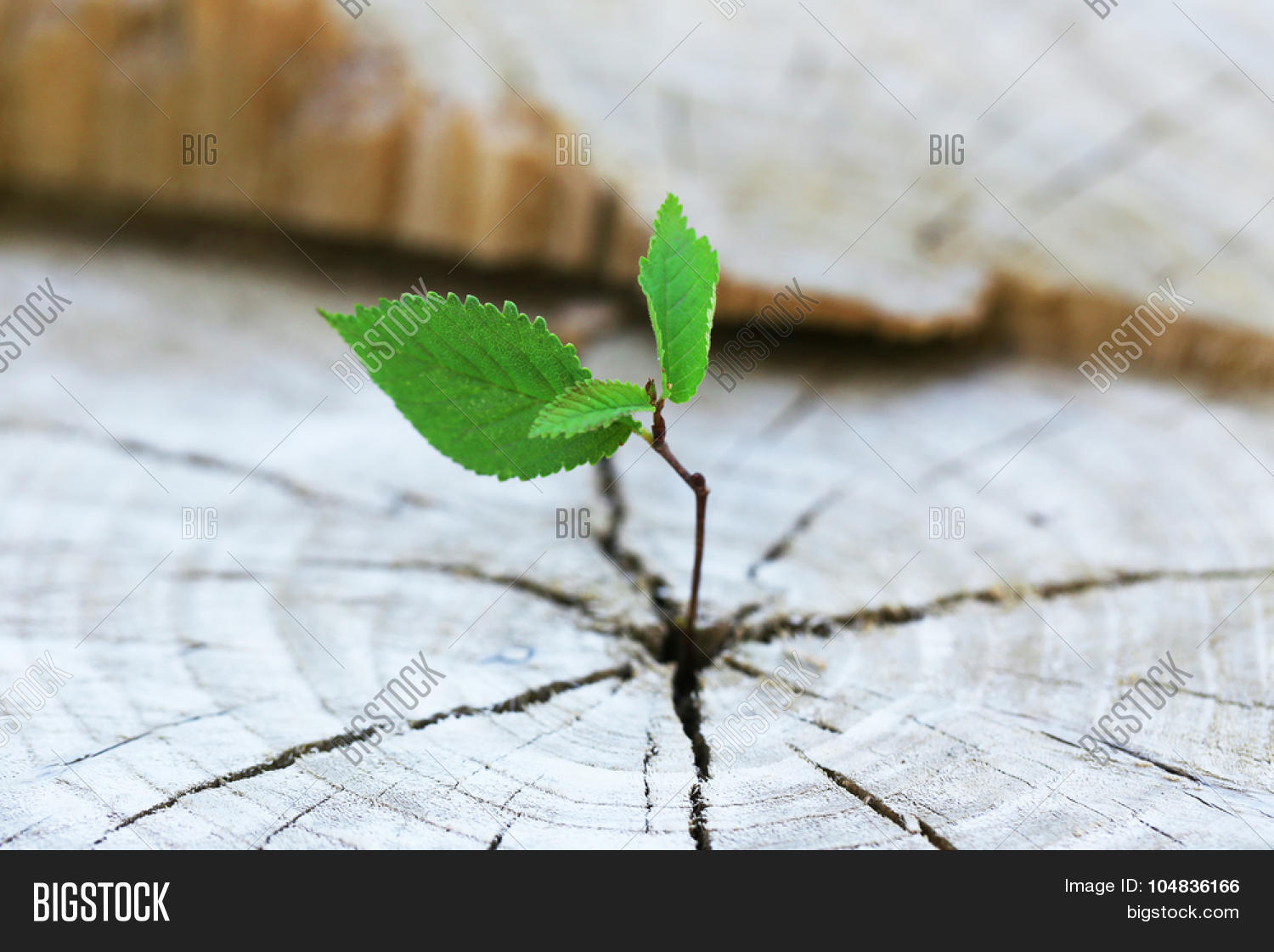Beautiful Seedling Image & Photo (Free Trial) | Bigstock