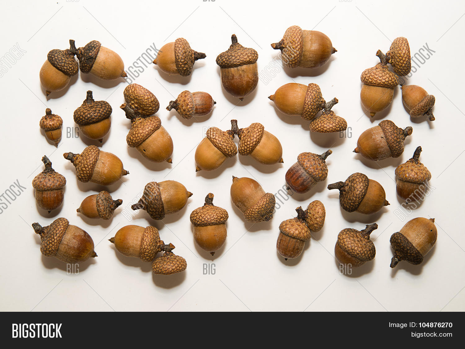 Many Acorns Hats On Image & Photo (Free Trial) | Bigstock