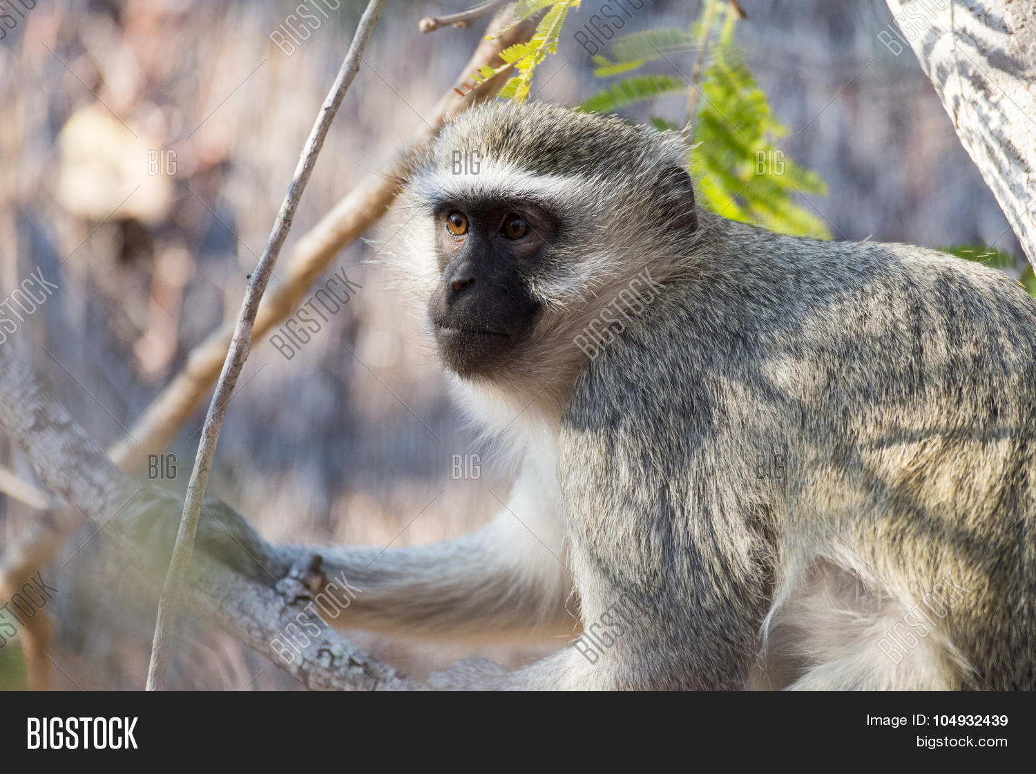 Vervet Monkey Tree Image & Photo (Free Trial) | Bigstock