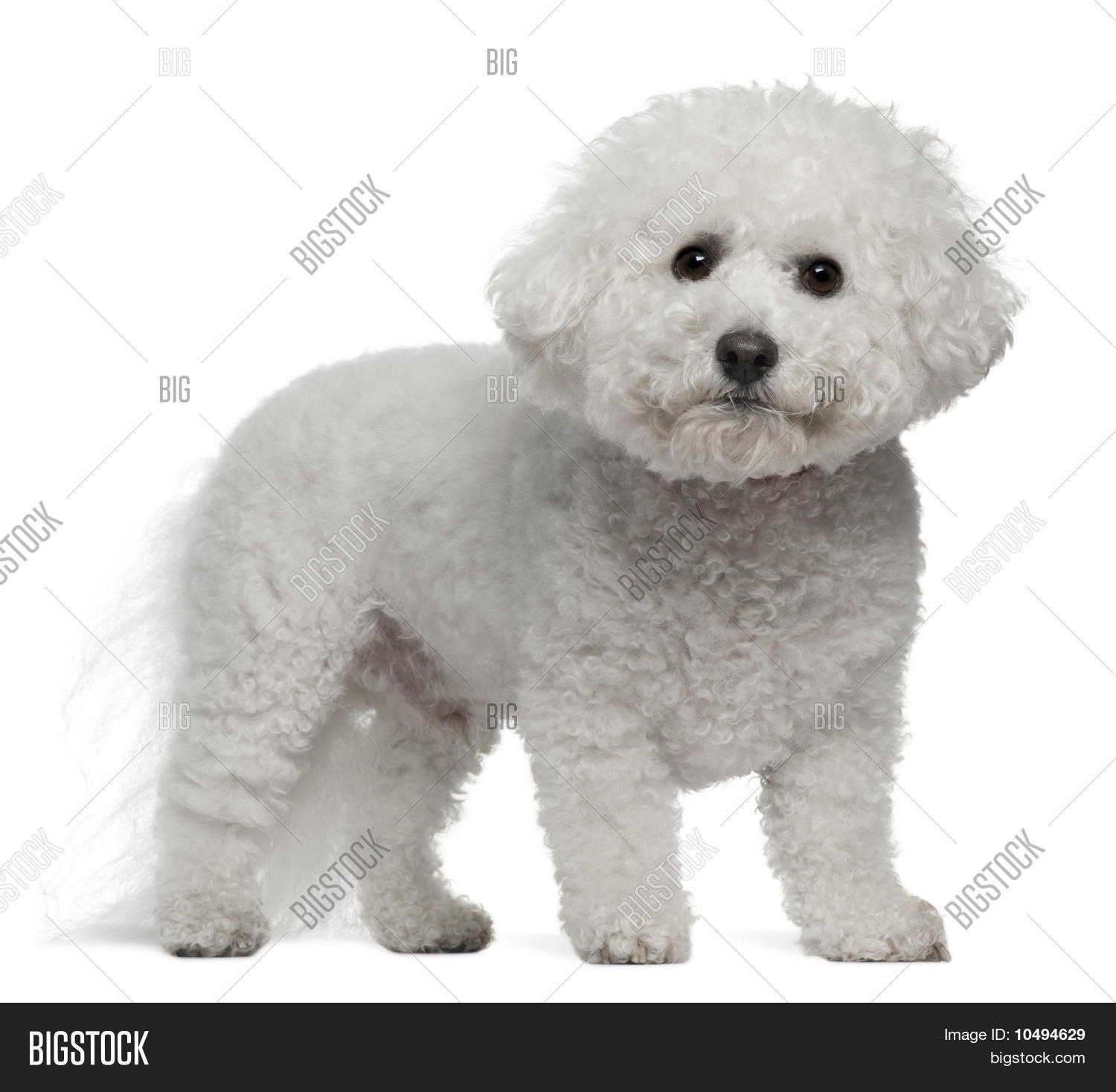 Bichon Frise, 5 Years Image & Photo (Free Trial) | Bigstock