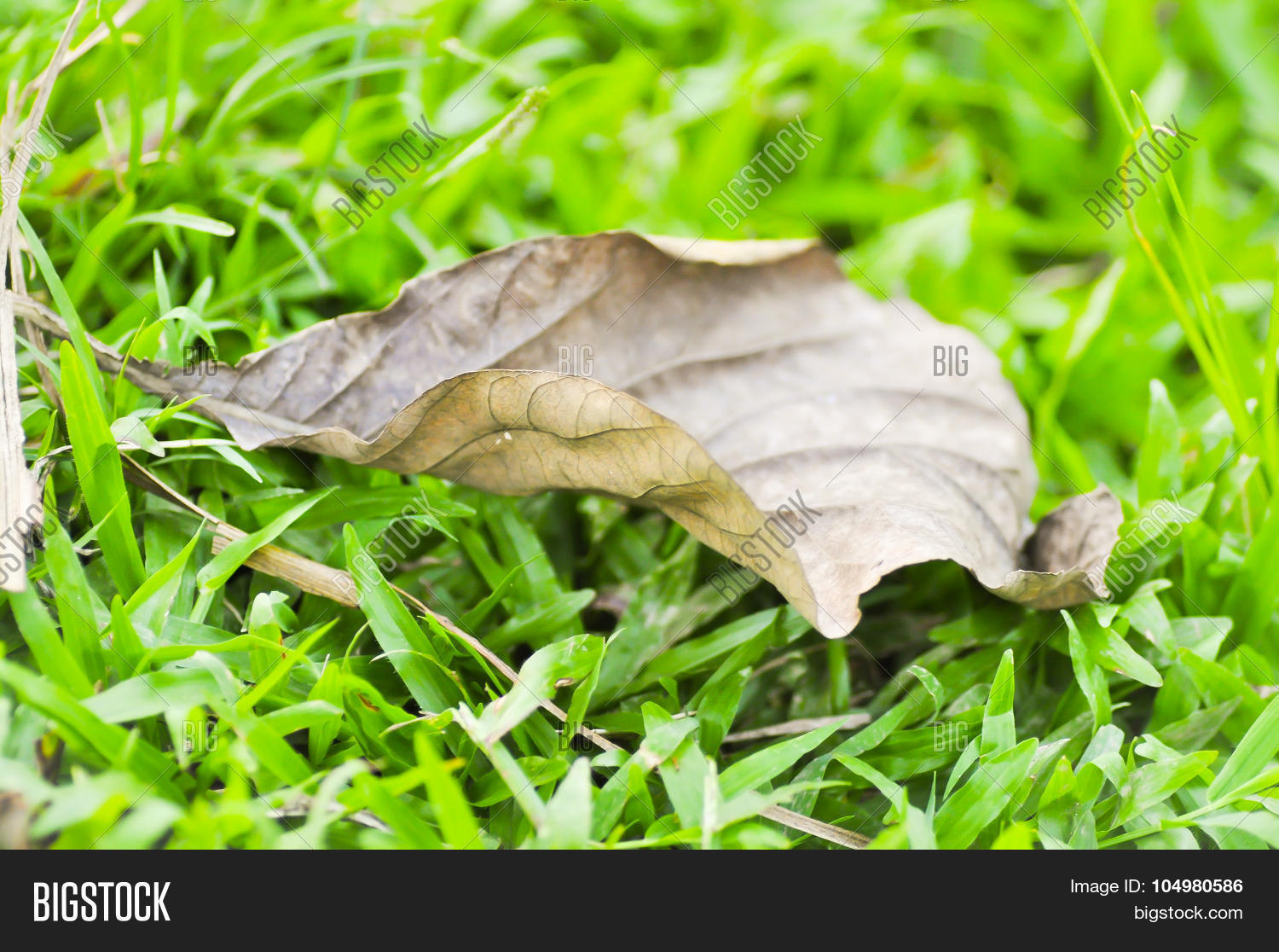 Brown Leaf On Grass Image & Photo (Free Trial) | Bigstock