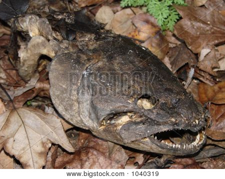 Mudfish Skeleton Image & Photo (Free Trial) | Bigstock