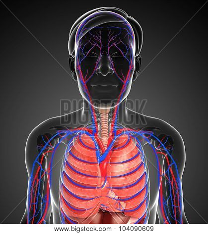 Male Respiratory Image & Photo (Free Trial) | Bigstock