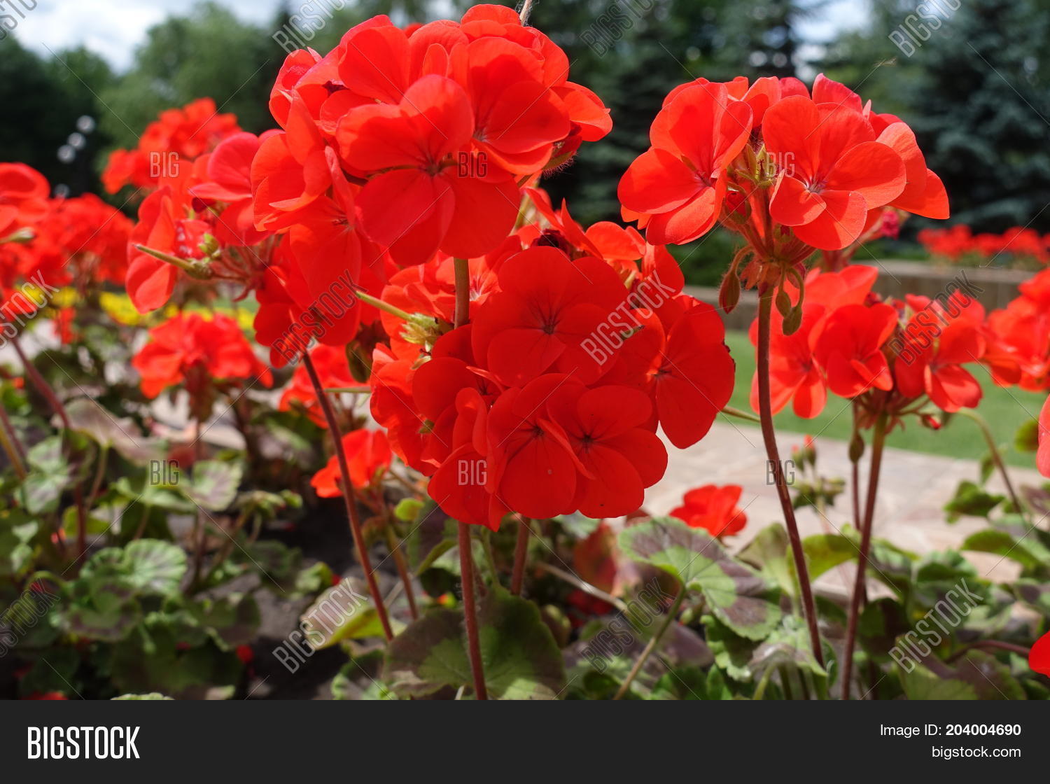 Stems Scarlet Flowers Image & Photo (Free Trial) | Bigstock