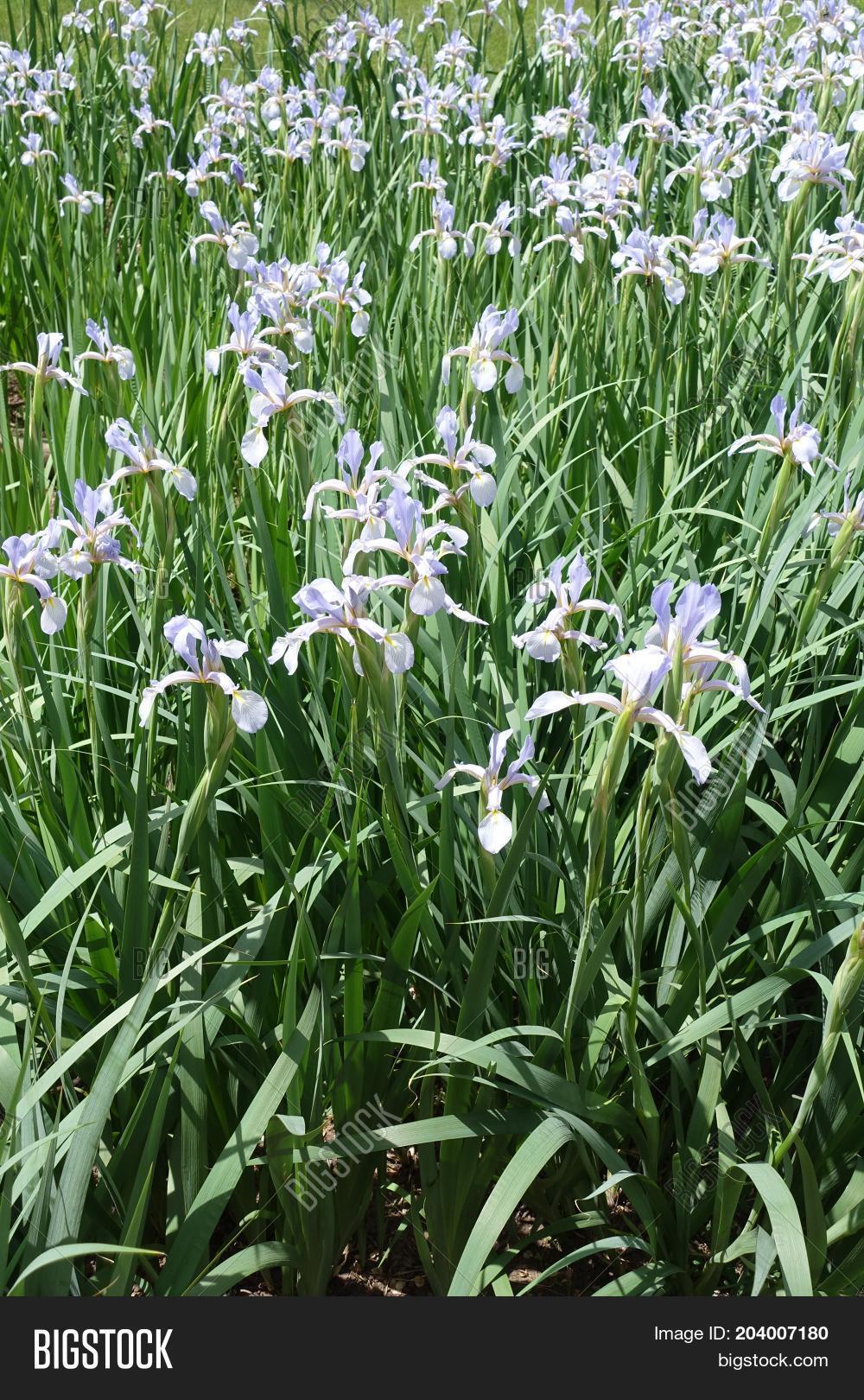 Iris Spuria Full Bloom Image & Photo (Free Trial) | Bigstock