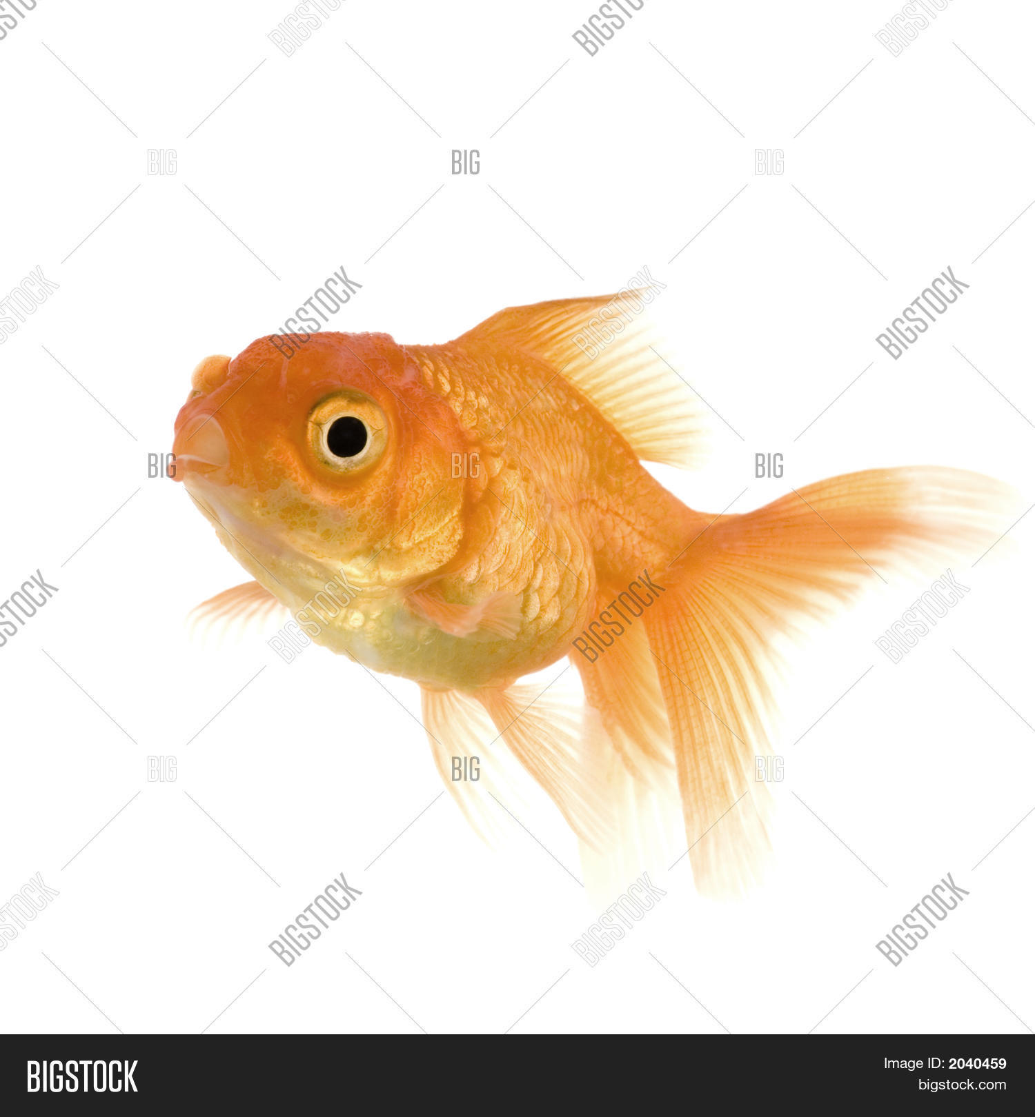 Goldfish Image & Photo (Free Trial) | Bigstock