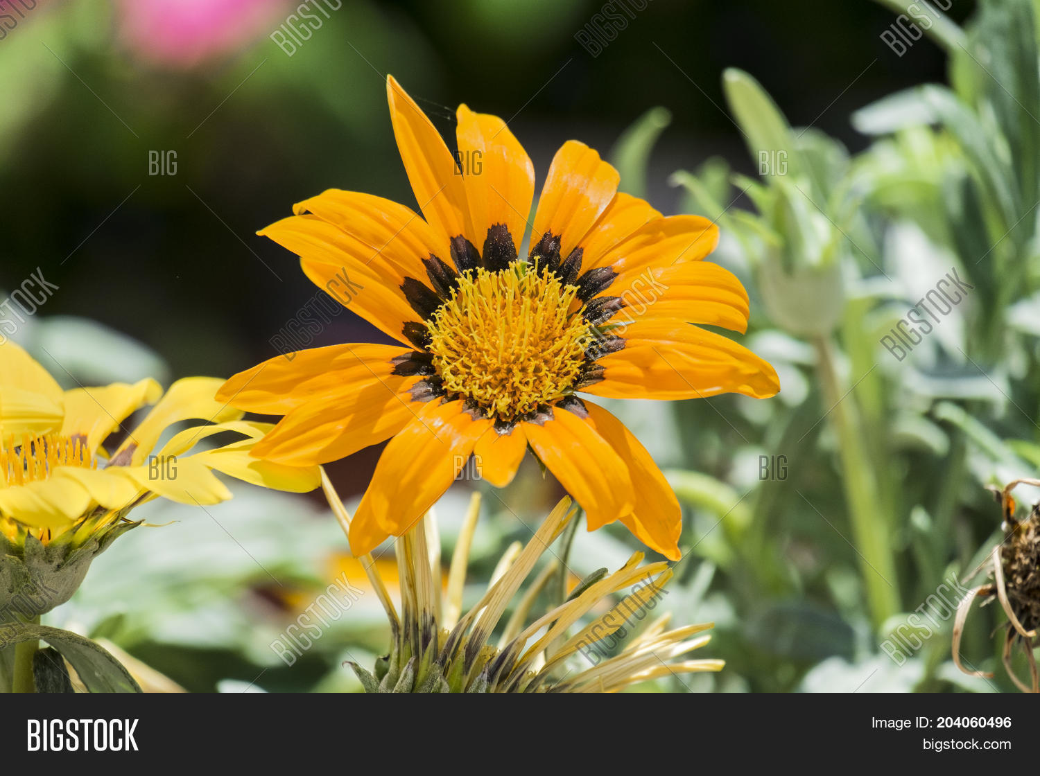 Fiery Orange Flower Image & Photo (Free Trial) | Bigstock