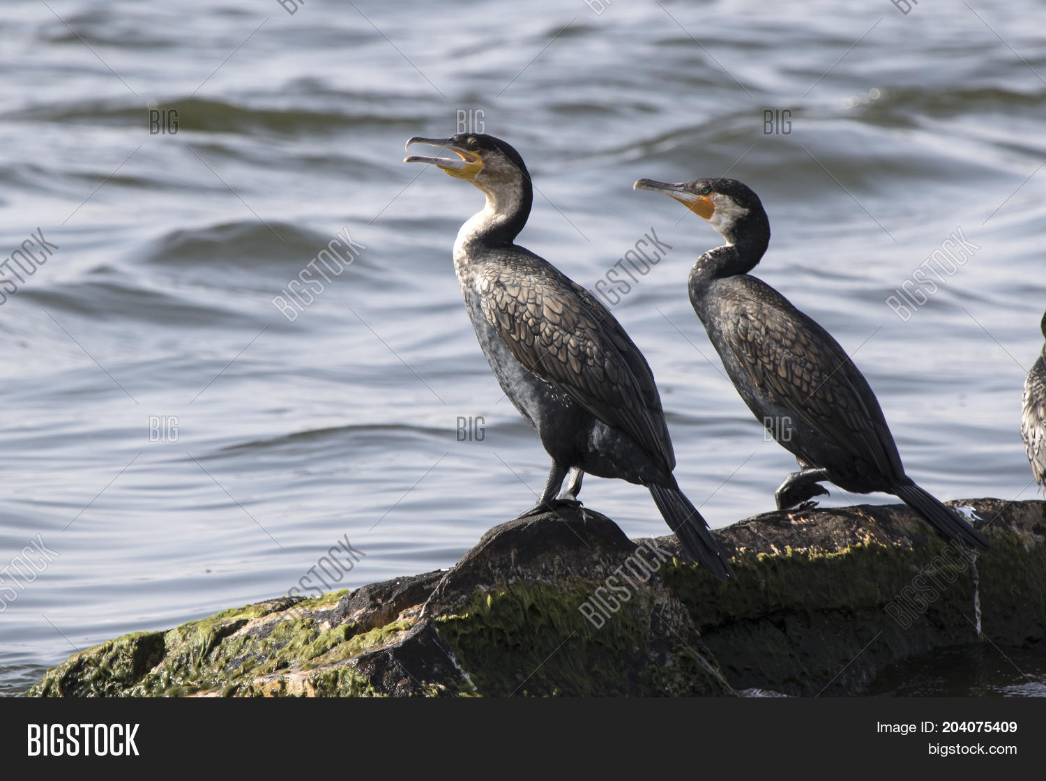 Two Great Cormorants Image & Photo (Free Trial) | Bigstock
