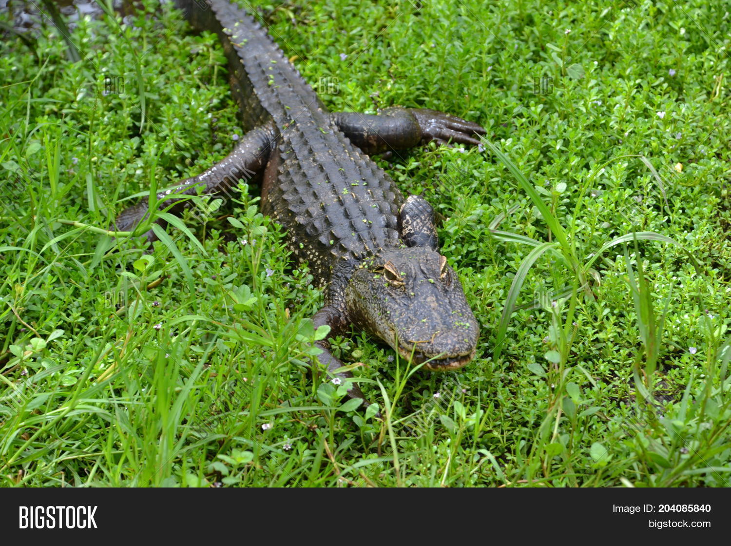 Young Gators Can Be Image & Photo (Free Trial) | Bigstock