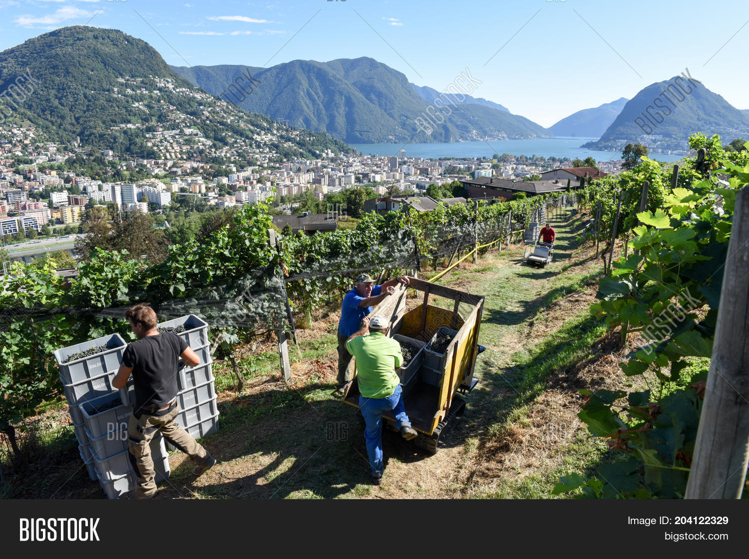 Vineyard Porza Near Image & Photo (Free Trial) | Bigstock