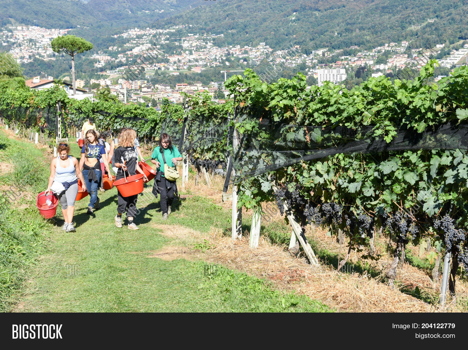 Vineyard Porza Near Image & Photo (Free Trial) | Bigstock