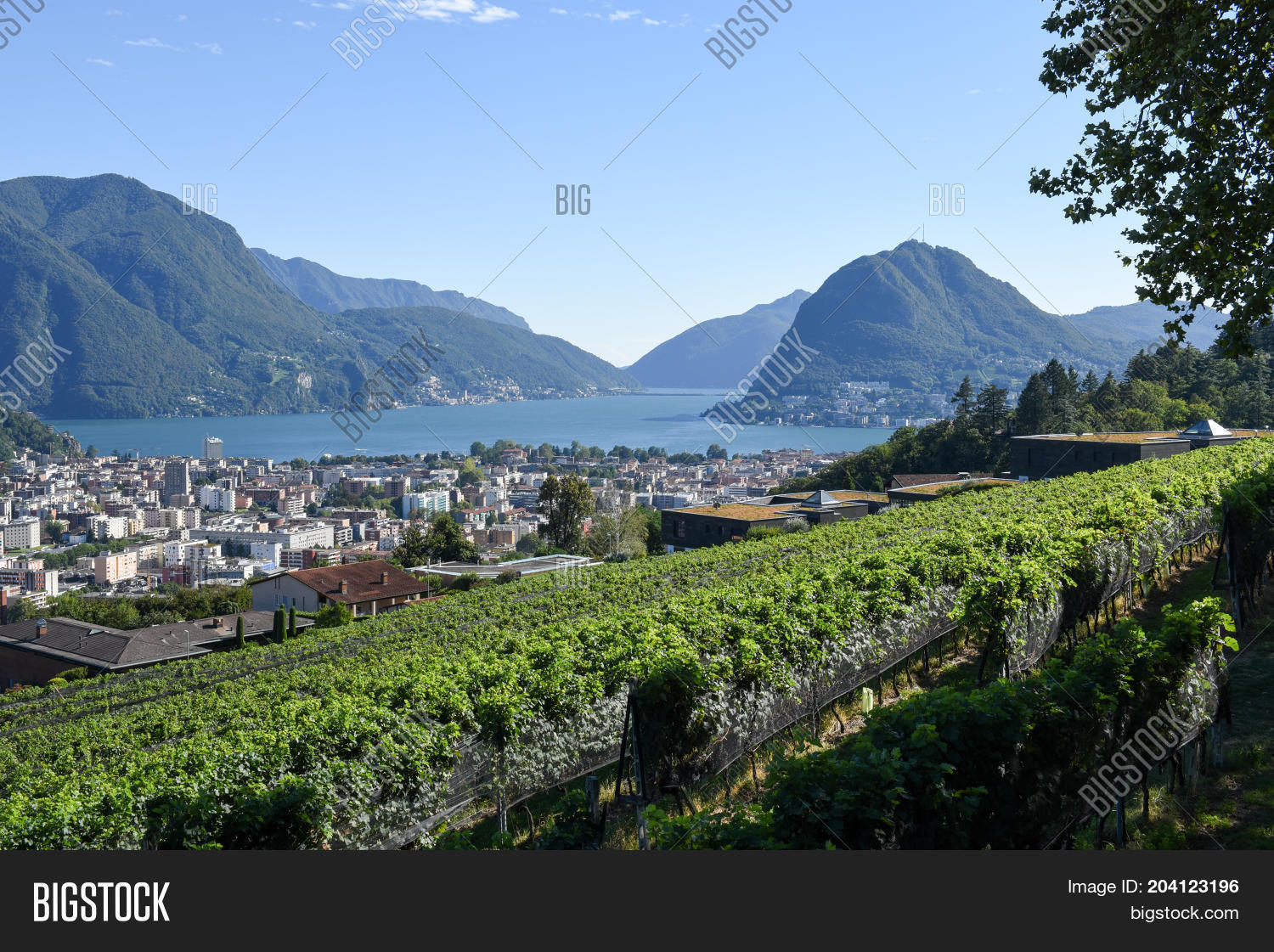 Vineyard Porza Near Image & Photo (Free Trial) | Bigstock