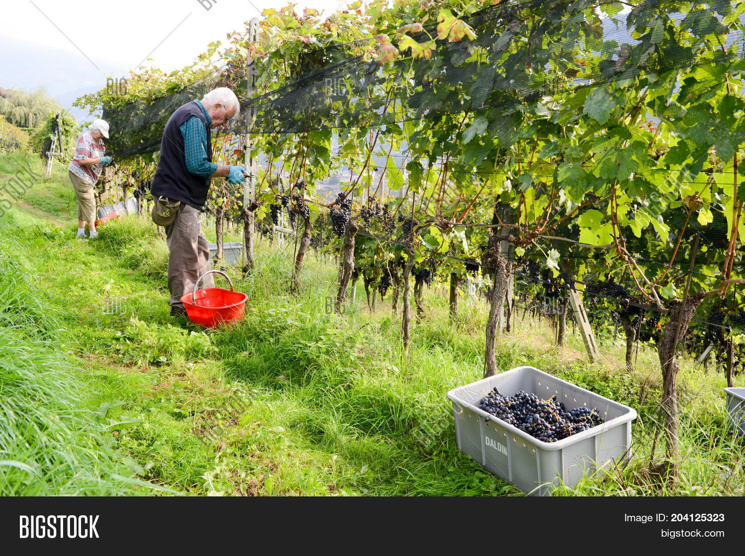 People Harvesting Image & Photo (Free Trial) | Bigstock