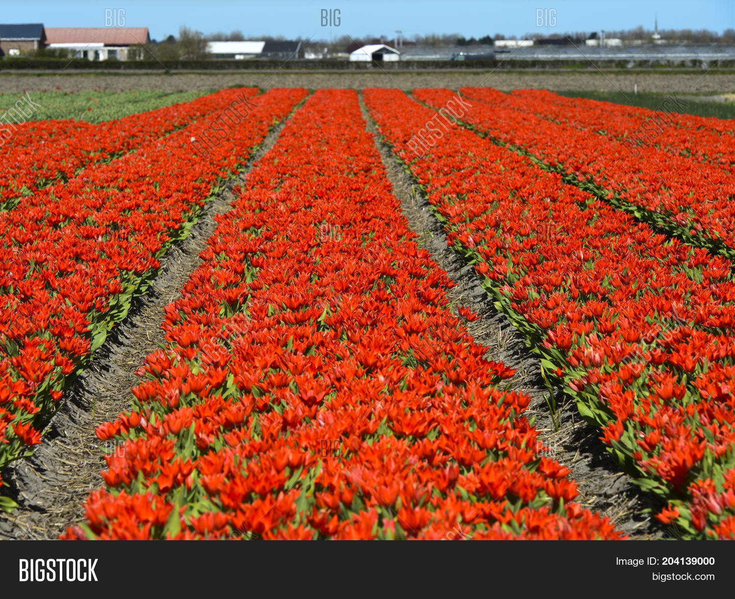 Red Dwarf Tulips Image & Photo (Free Trial) | Bigstock