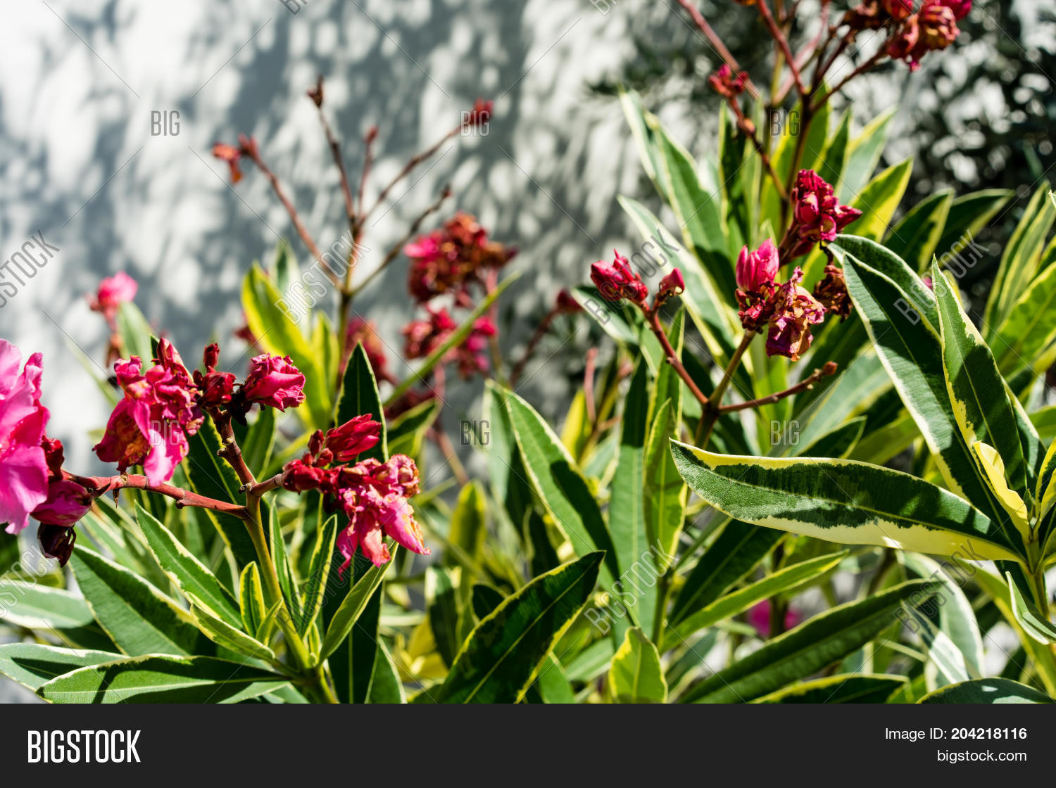 Nerium Oleander Image & Photo (Free Trial) | Bigstock