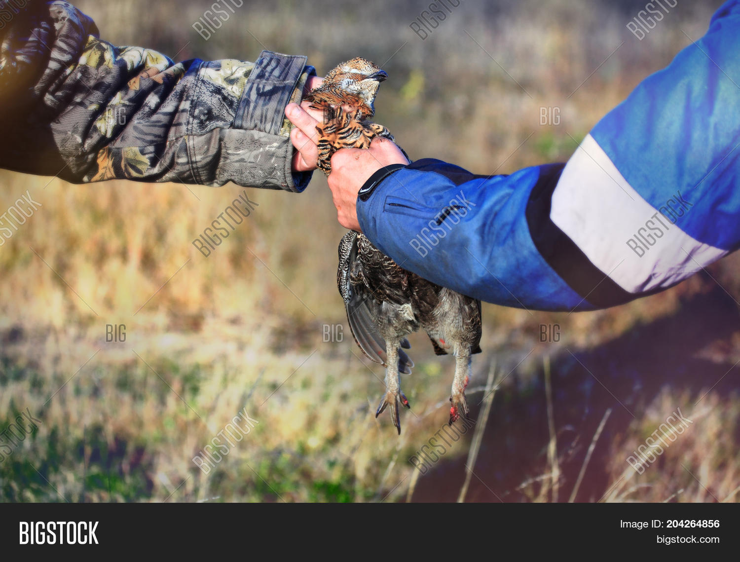 Bird Killed By Image & Photo (Free Trial) | Bigstock