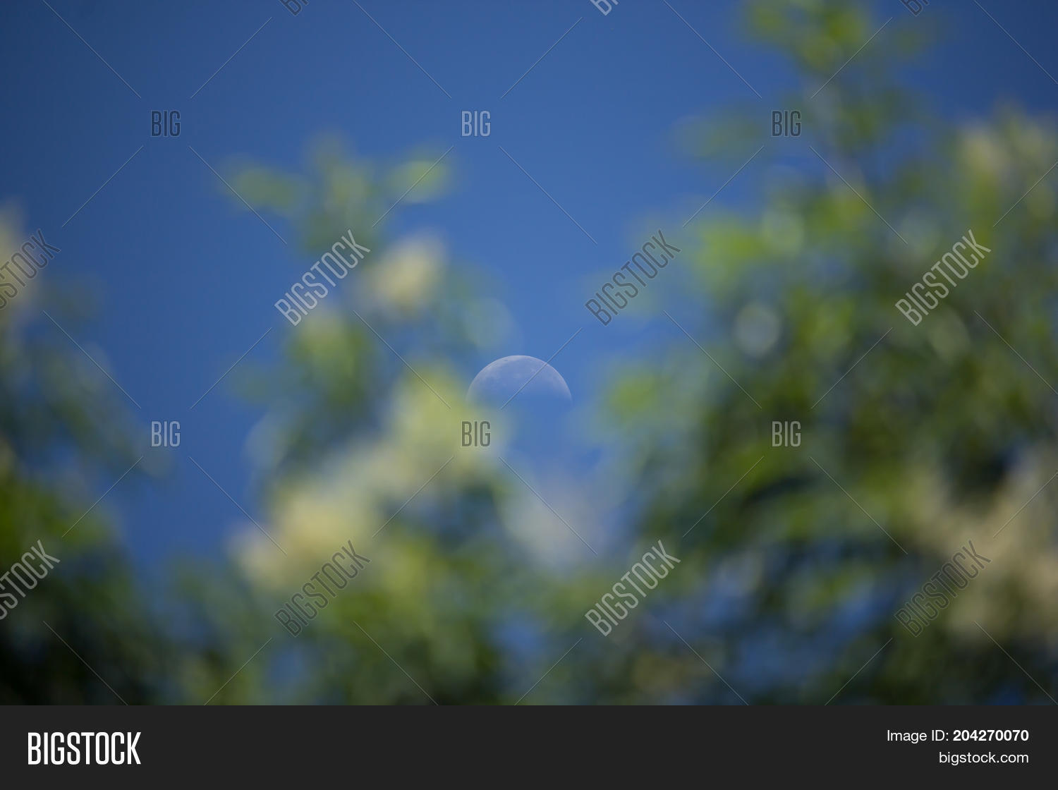 Moon Blurry Fraxinus Image & Photo (Free Trial) | Bigstock