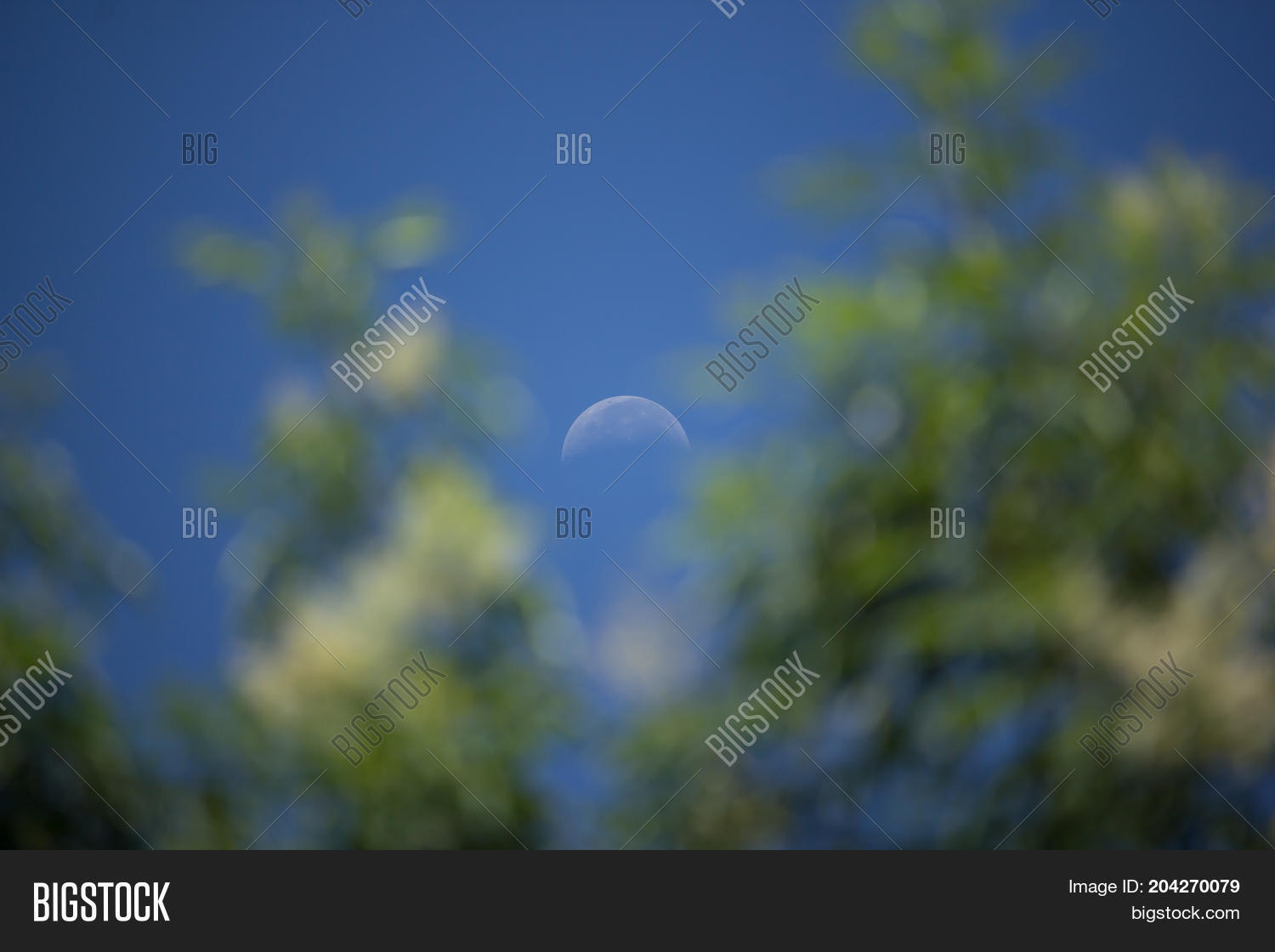 Moon Blurry Fraxinus Image & Photo (Free Trial) | Bigstock