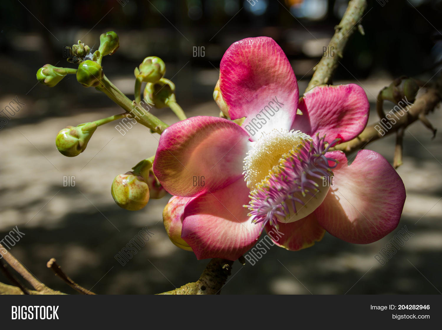 Shorea Robusta Flower Image & Photo (Free Trial) | Bigstock