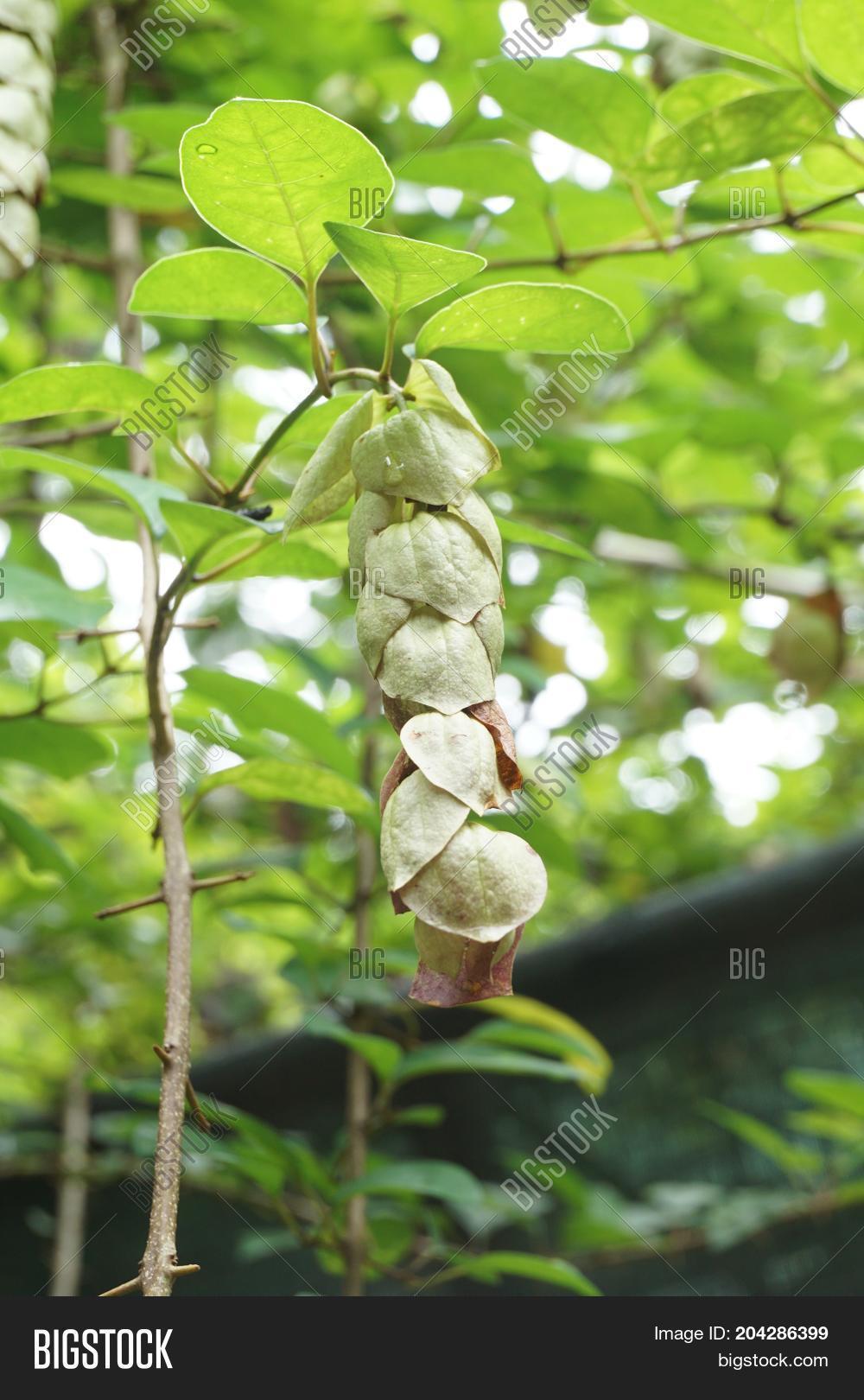 Bud Wild Sage Flower Image & Photo (Free Trial) | Bigstock