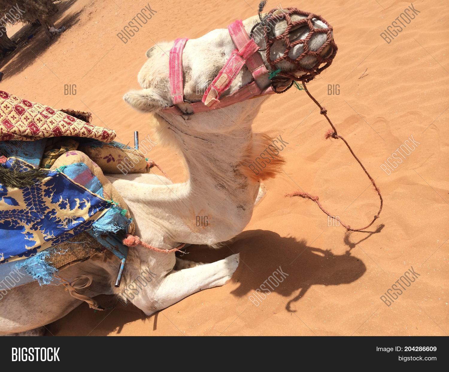 Camel Relaxing Image & Photo (Free Trial) | Bigstock