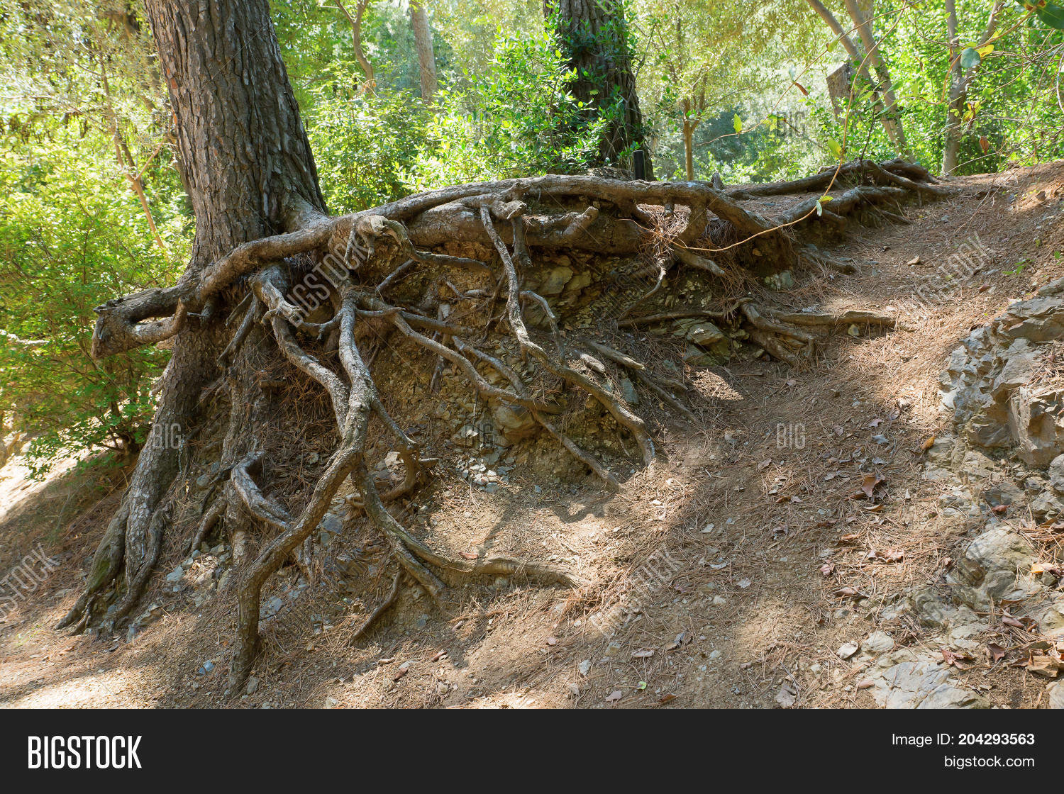 Crooked Roots Trees Image & Photo (Free Trial) | Bigstock