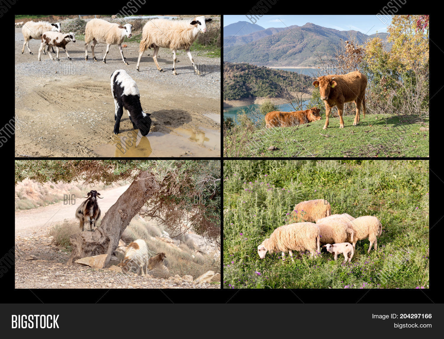 Real Farm Animals Collage